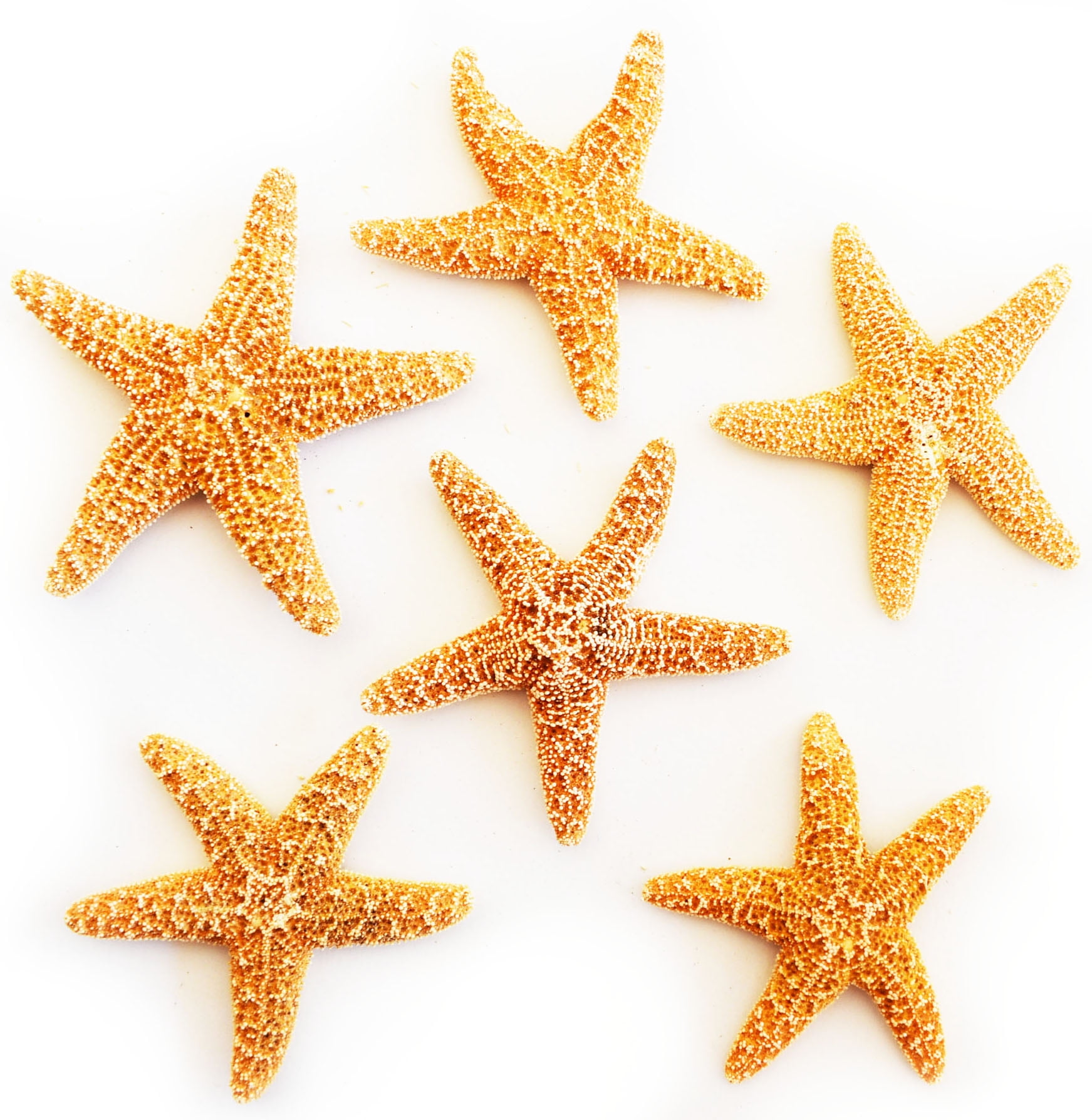 Set of 6 Extra Small Sugar Starfish (1-2") Beach Wedding Decor Nautical ...