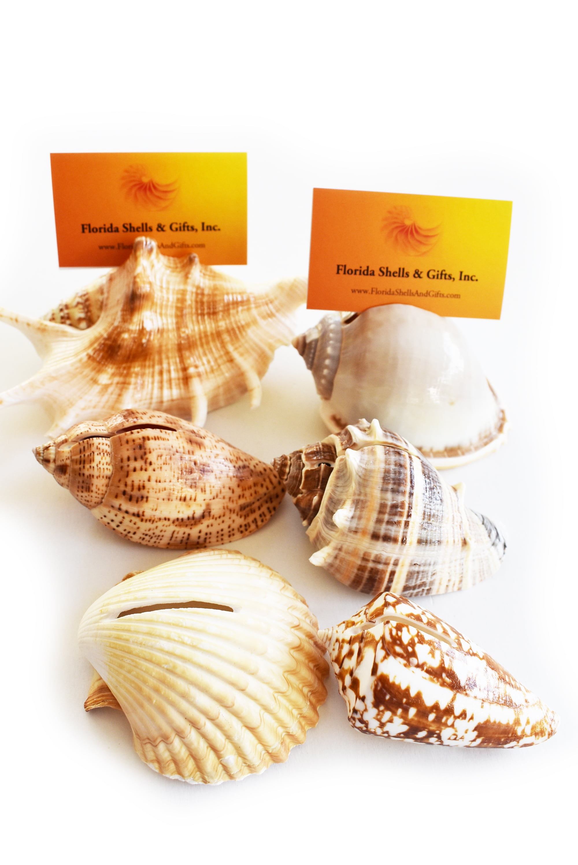 Set of 6 Genuine Seashell Place Card Holders Beach Wedding Favor ...