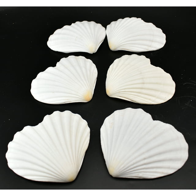 Set of 6 Heart Shaped White Scallop Shells (4") Beach Crafts Coastal ...