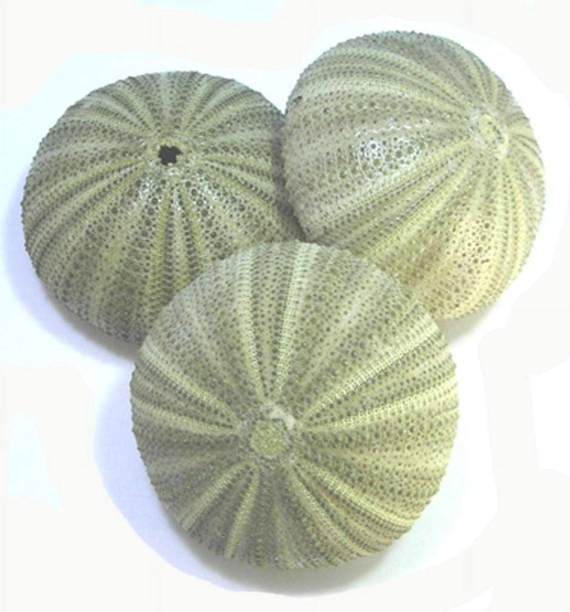 Set of 6 Large Green Sea Urchin Shells for Beach Wedding Craft Nautical ...