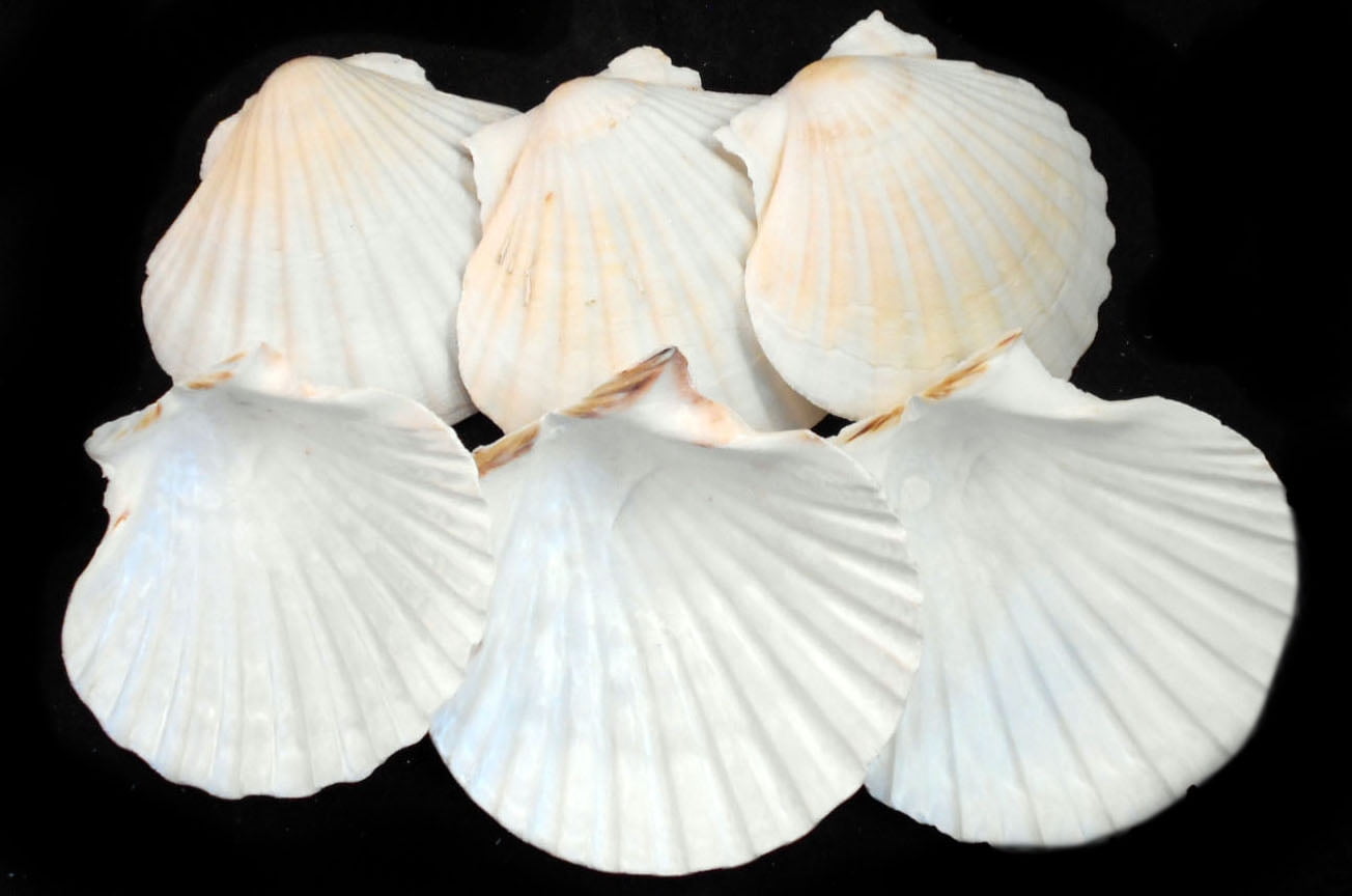 Set of 6 Large Real Baking Scallop Shells (4