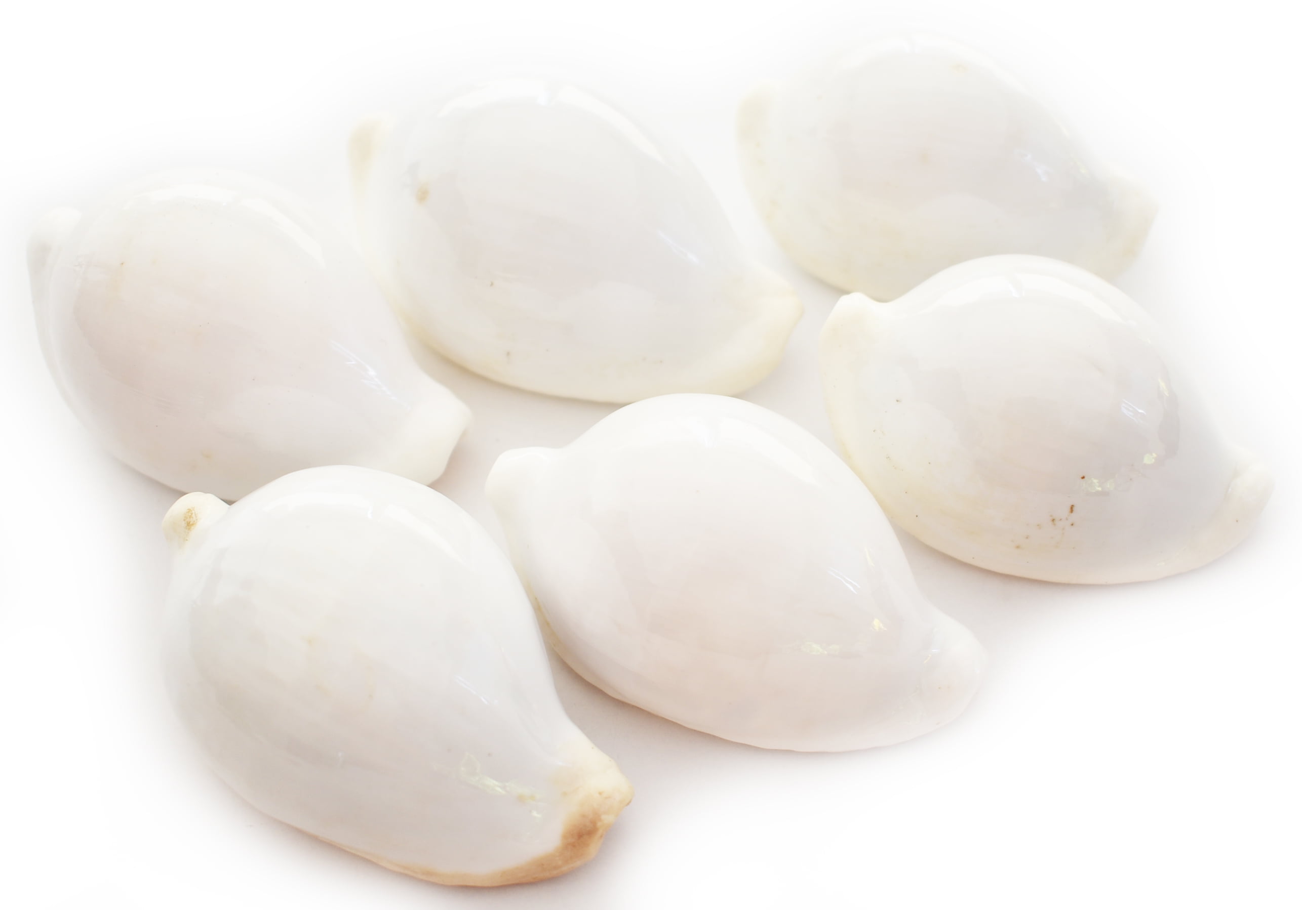 Set of 6 Large White Egg Cowries (Ovula Ovum) 3" Shell Seashell Beach ...