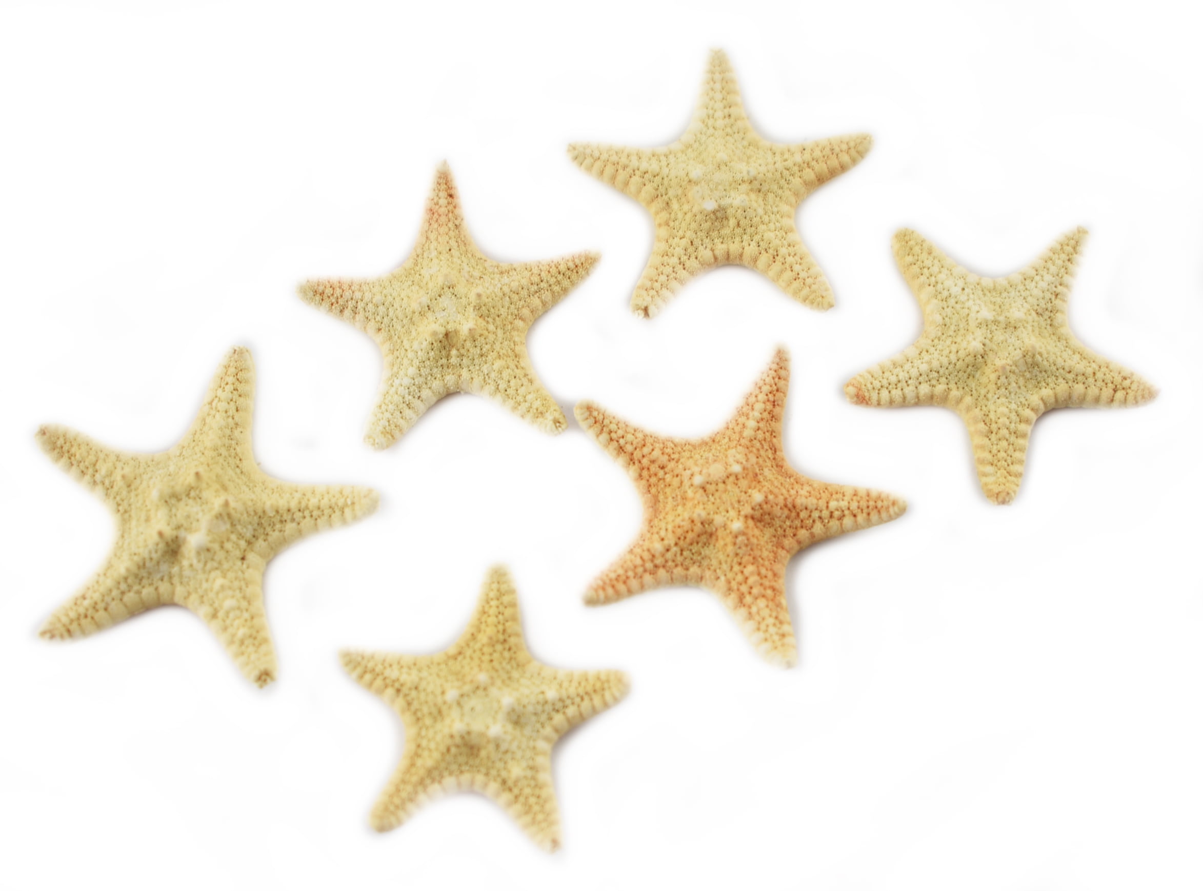 Set of 6 Natural Tan Knobby Mini Starfish for Beach Wedding Crafts and ...
