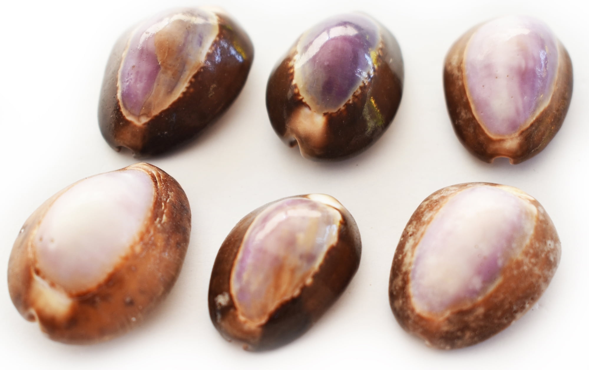 Set of 6 Purple Top Snakehead Cowrie Shells 1" Beach Crafts Coastal ...