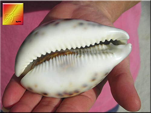 Set of 6 Select Large Tiger Cowrie (Cypraea Tigris) Shell 3"+ (76-88 mm ...