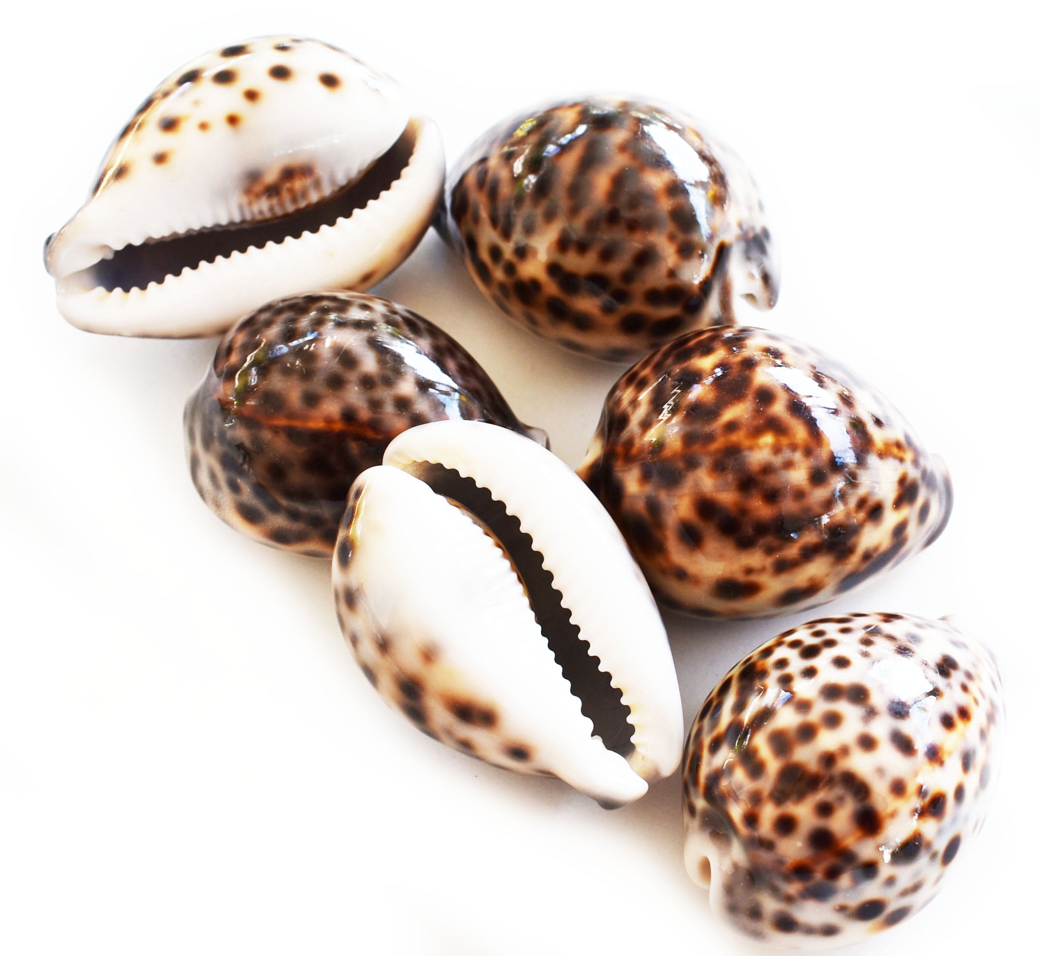 Set of 6 Select Large Tiger Cowrie (Cypraea Tigris) Shell 3"+ (76-88 mm ...