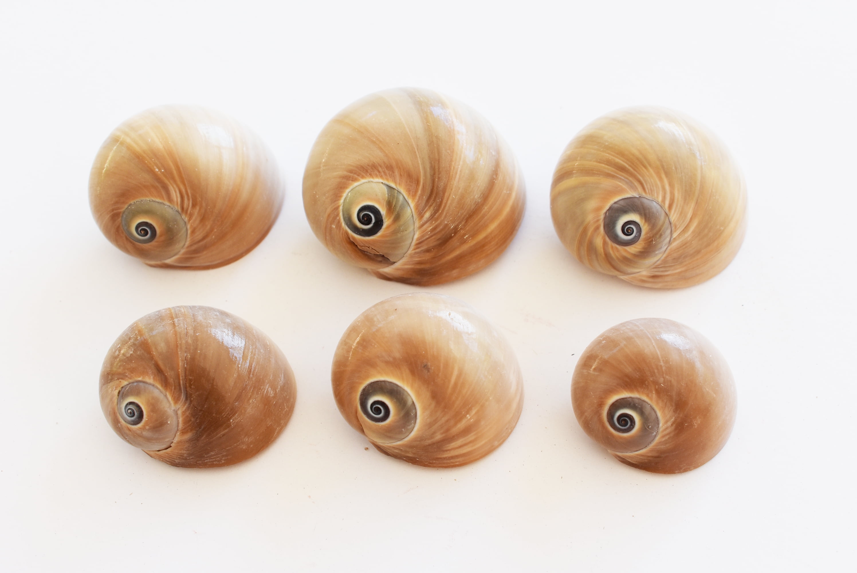 Set of 6 Select Whales Eye Moon Shells Seashells (1.5-2"/ 1 1/8 ...