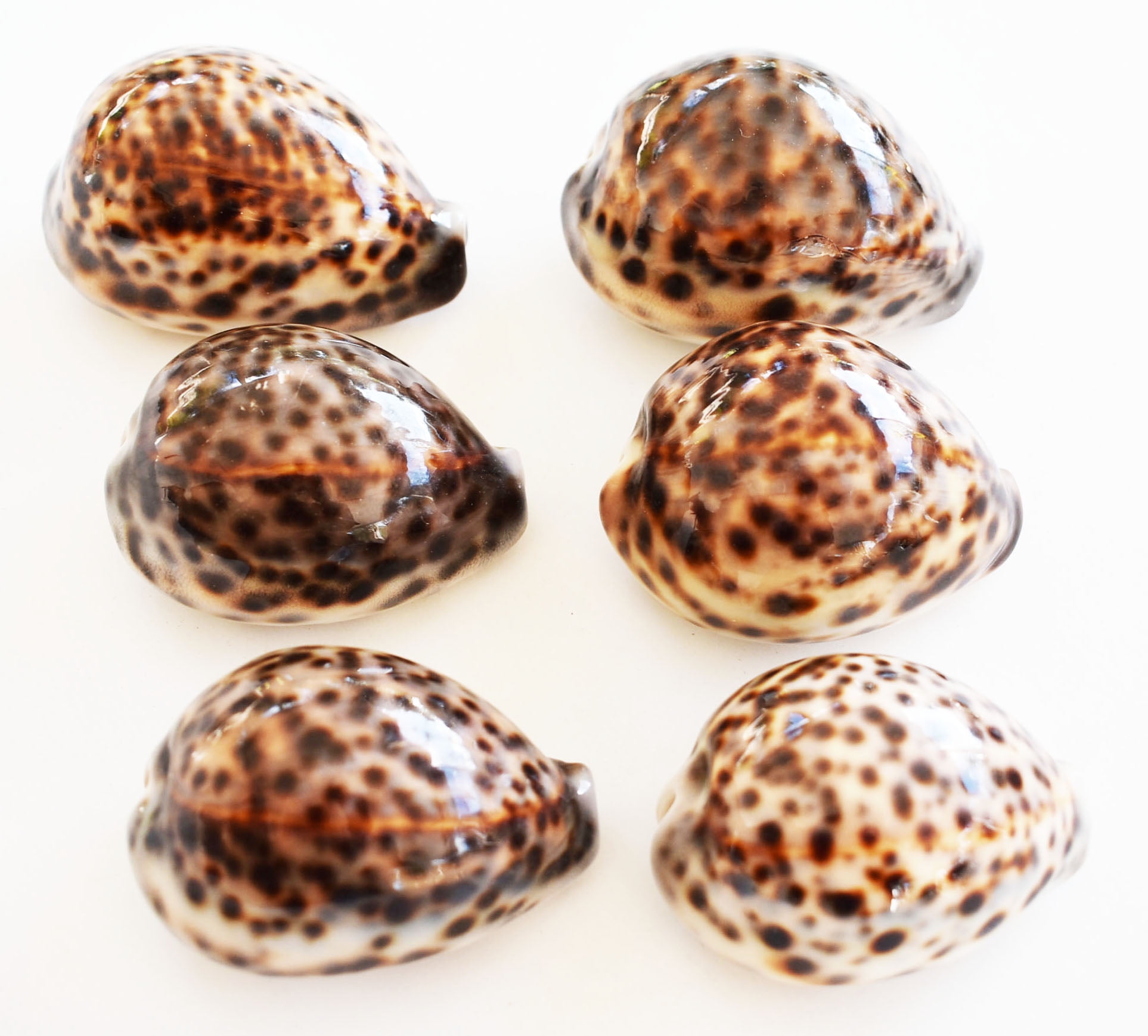 Set of 6 Select X-Large Tiger Cowrie (Cypraea Tigris) Shells 3 1/2 ...