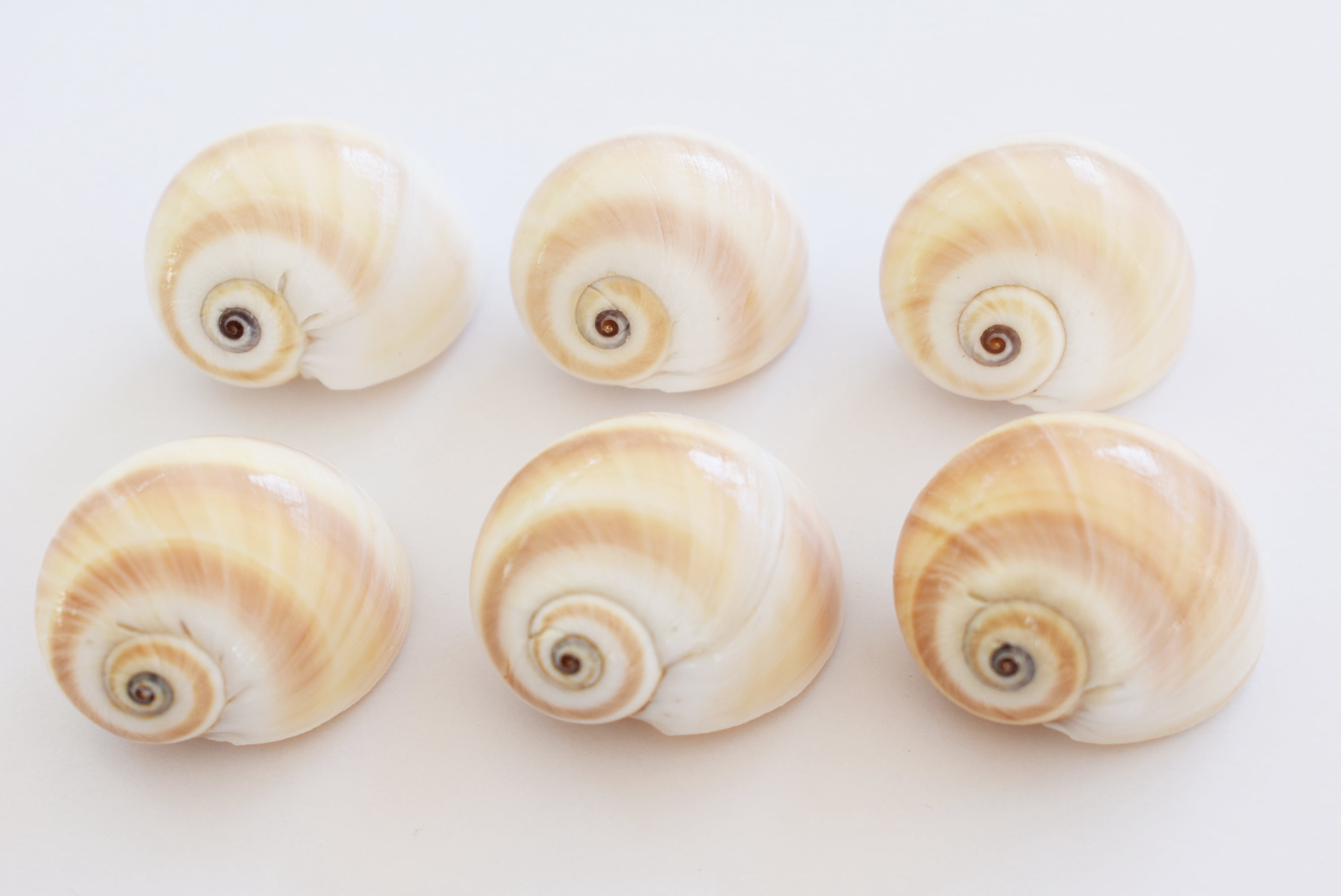 Set of 6 Shark Eyes Moon Shells Seashells Beach Crafts - Walmart.com