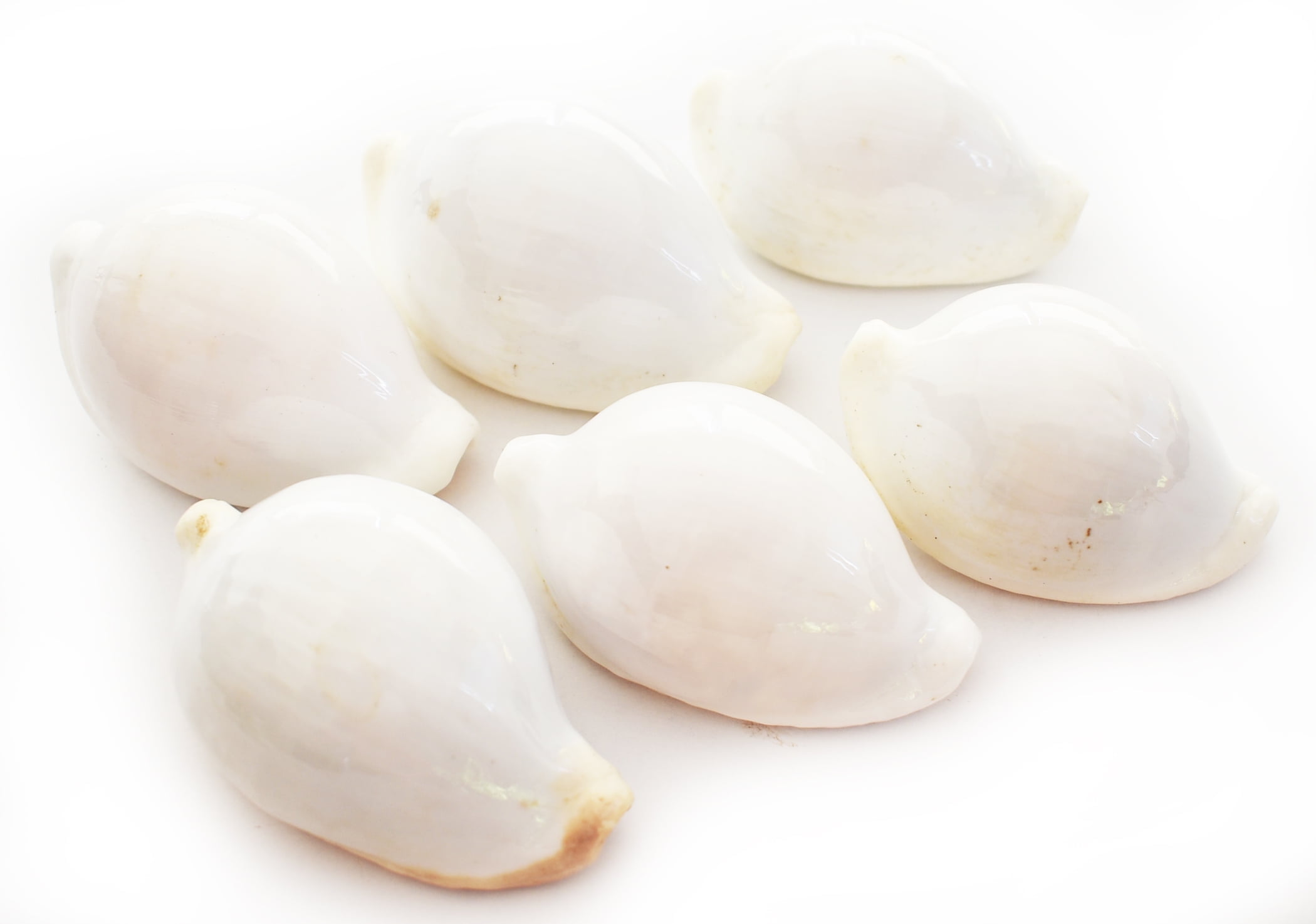Set of 6 White Egg Cowries (Ovula Ovum) 2"+ Shell Seashell Beach Crafts ...