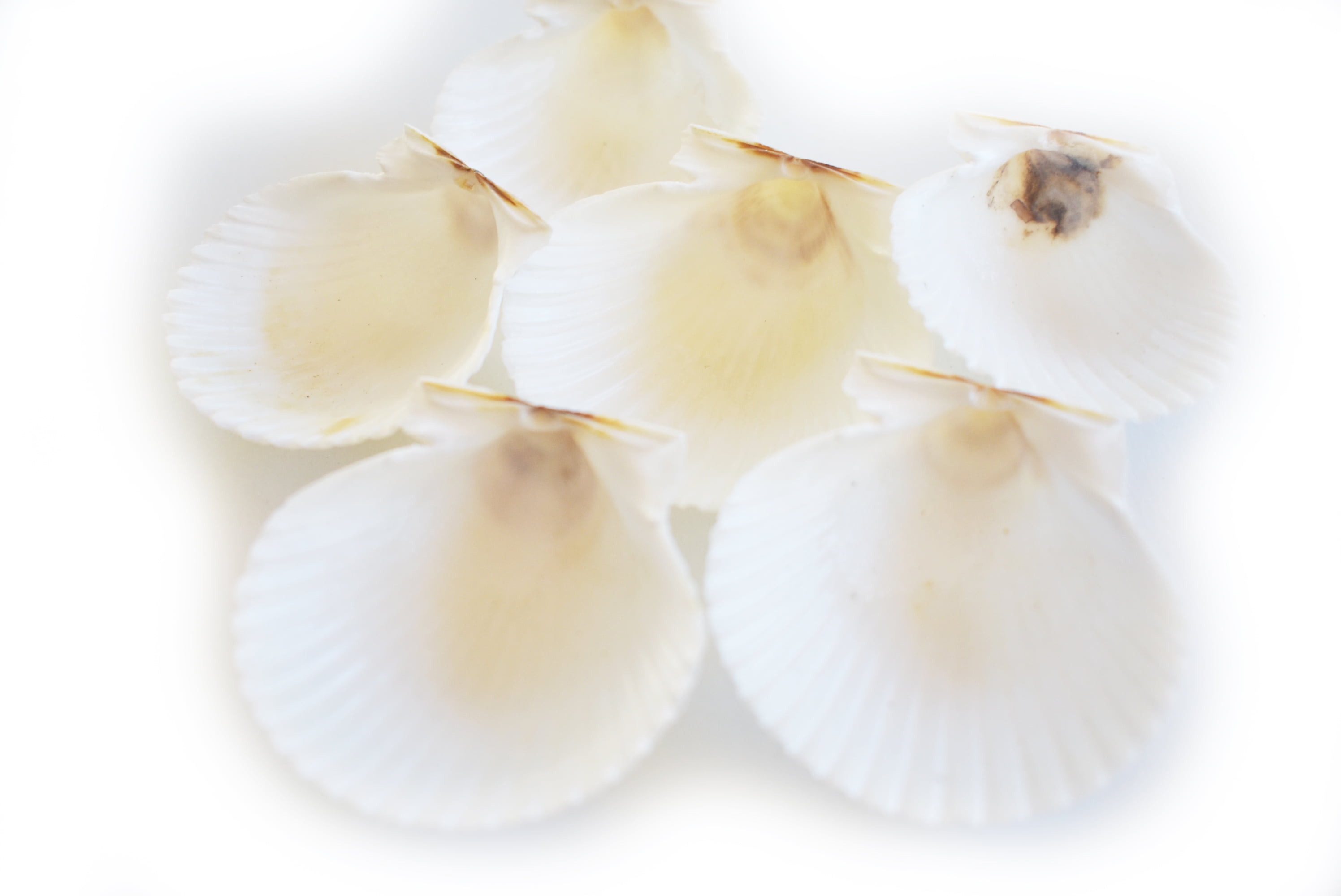Set of 6 White Florida Scallops (about 2") Seashells for Beach Wedding ...