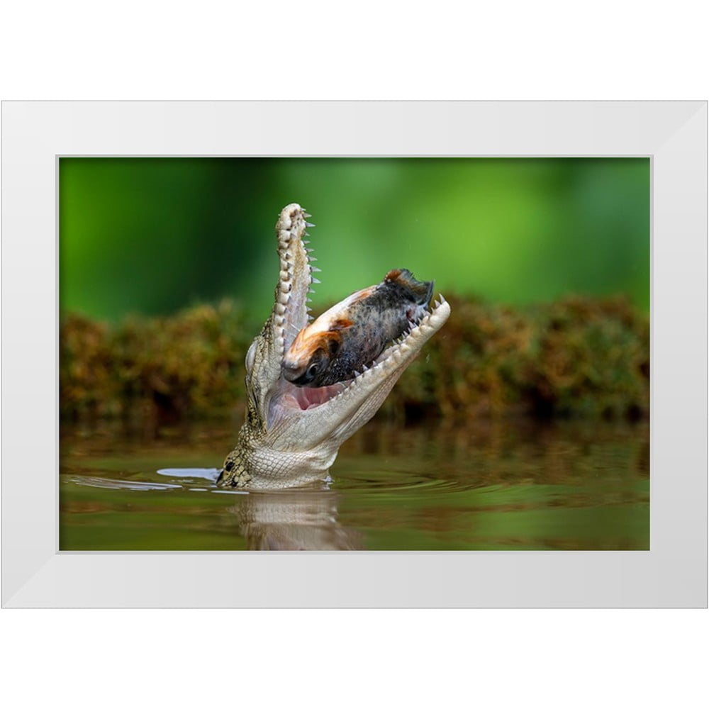 Setiadi, Ajar 24x17 White Modern Wood Framed Museum Art Print Titled ...