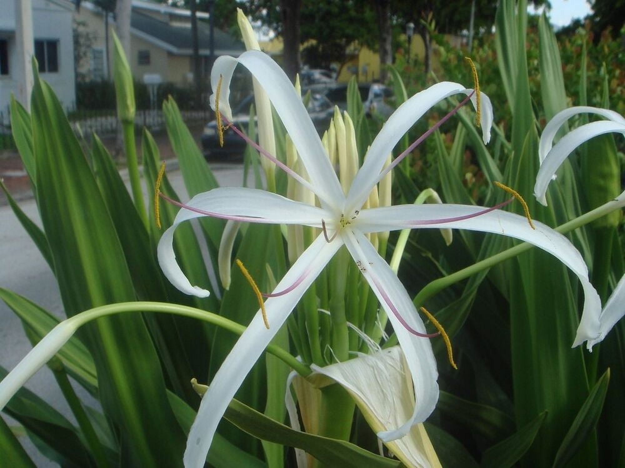 Seven Sisters Lily (Swamp Lily) 3 Bulbs - Walmart.com