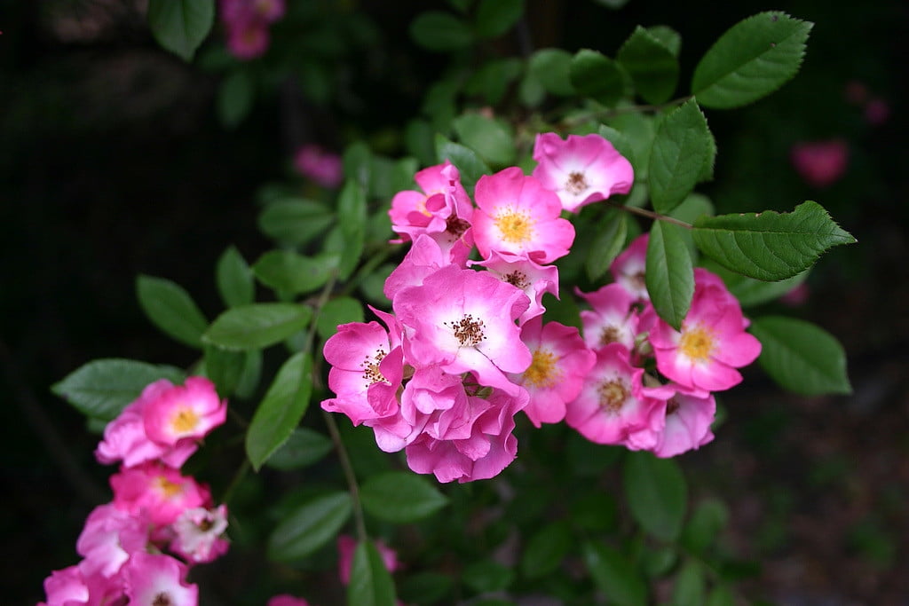 Seven Sisters Rose Bush - Fragrant/Hardy - 4" Pot - Walmart.com