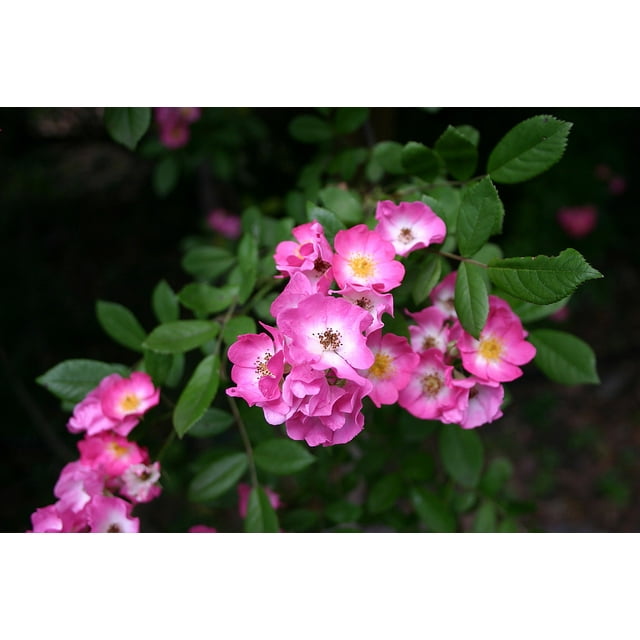 Seven Sisters Rose Bush - Fragrant/Hardy - 4" Pot - Walmart.com