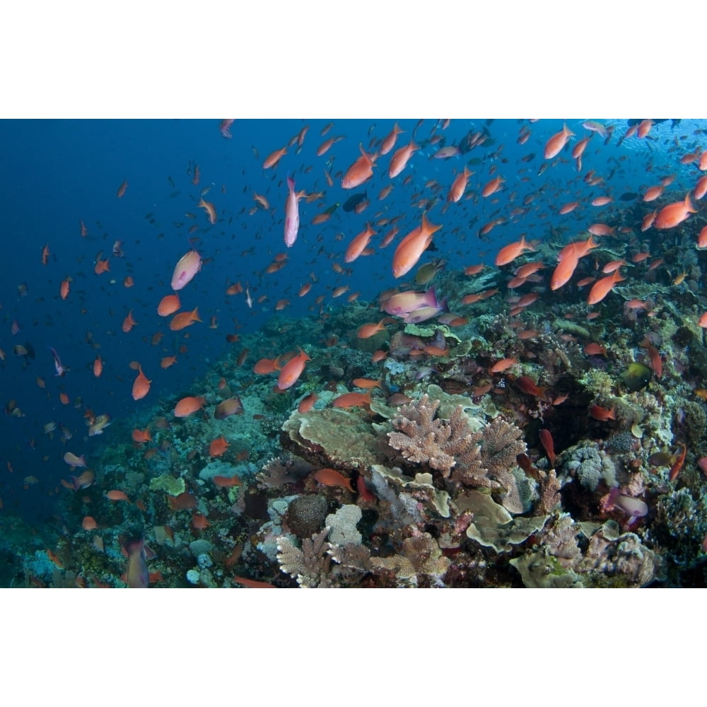 Several species of small schooling fish feeding on plankton above hard ...