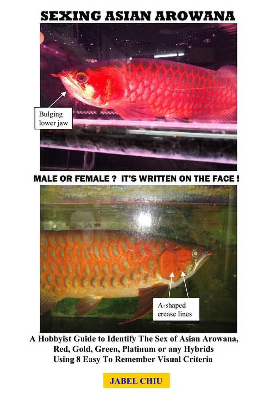 Arowana Fish Male And Female Difference