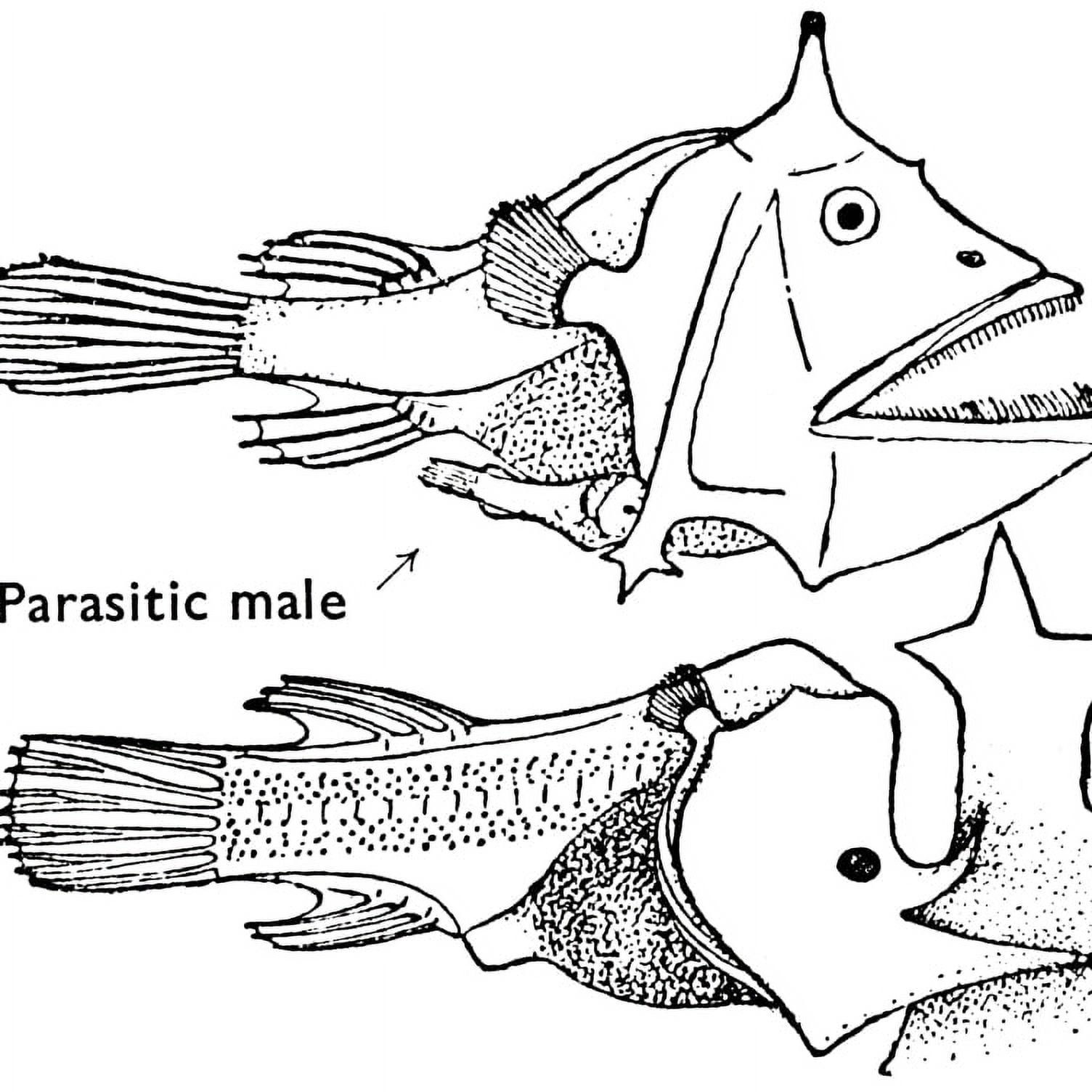Sexual Dimorphism. /Nsexual Dimorphism In The Oceanic Angler-Fish ...