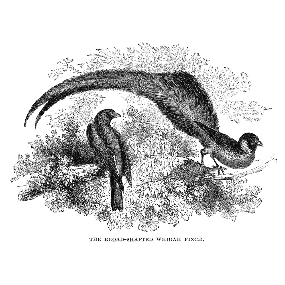 Sexual Dimorphism. Nthe Broad-Shafted Whida Finch 'Vidua Paradisea ...