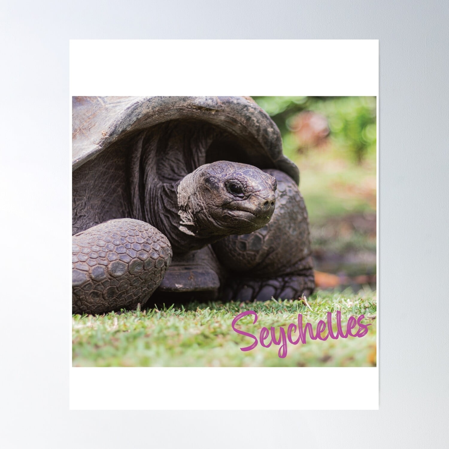 Seychelles Giant Tortoise Poster Wall Art, Modern Wall Decor, 12x18 ...
