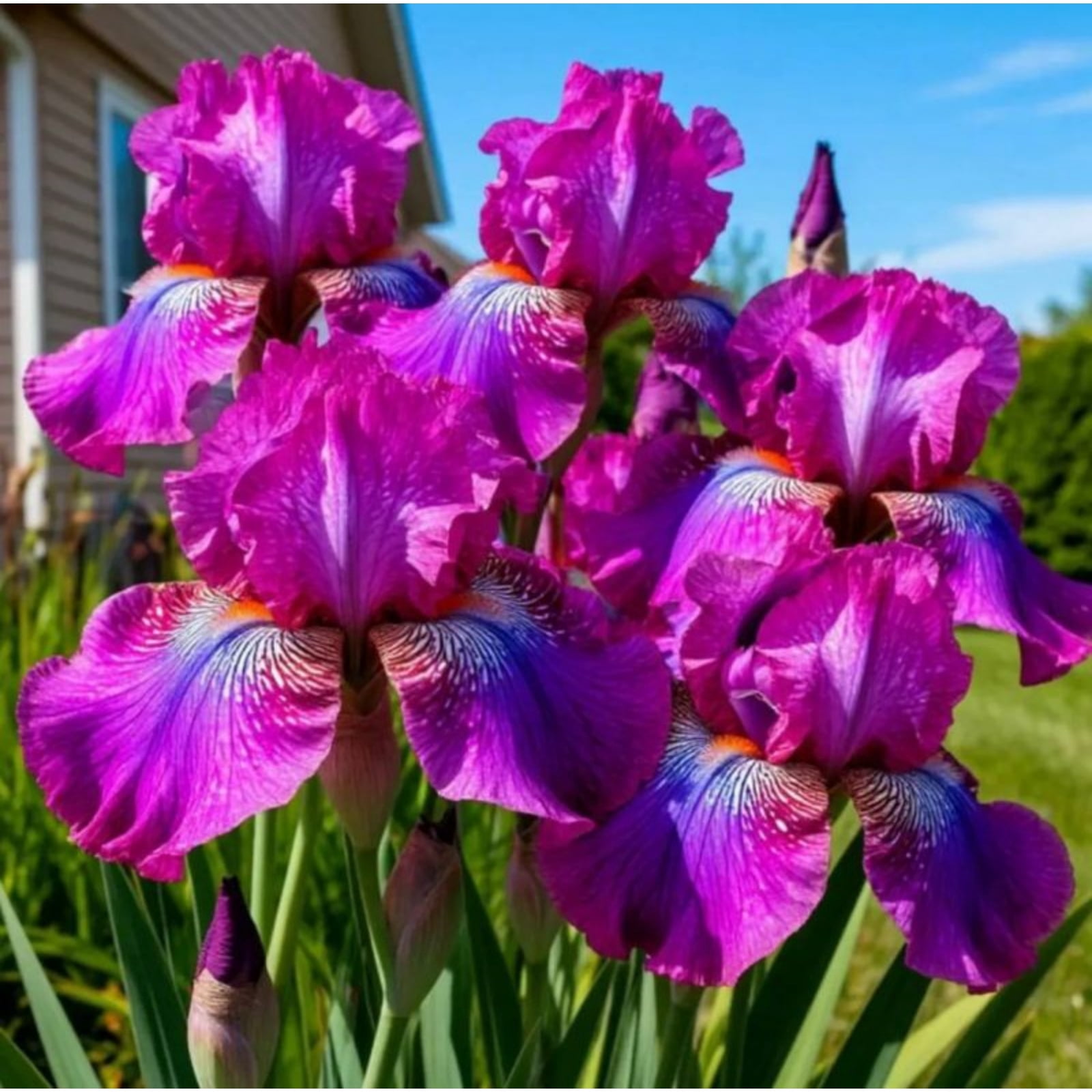 Shade Gardens- Rainbow Iirs For Planting - Easy Care - Ideal For ...
