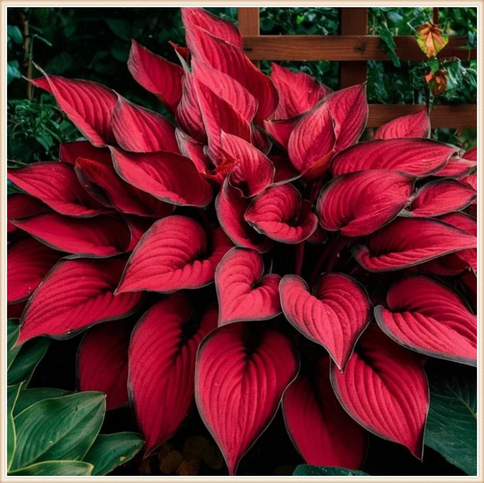 Shade Loving Perennial Plants, Pots to Grow, Low maintenance(Hostas ...