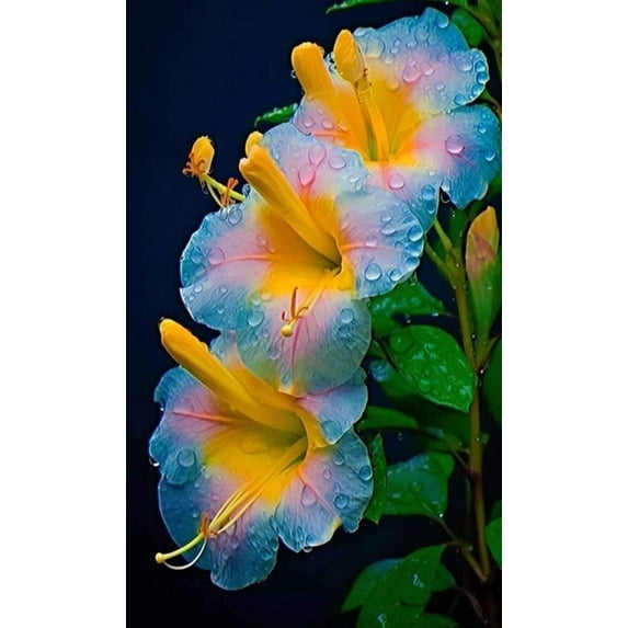 Shade Tolerant Hardy Hibiscus for Planter Exquisite Ornamental Blooms ...