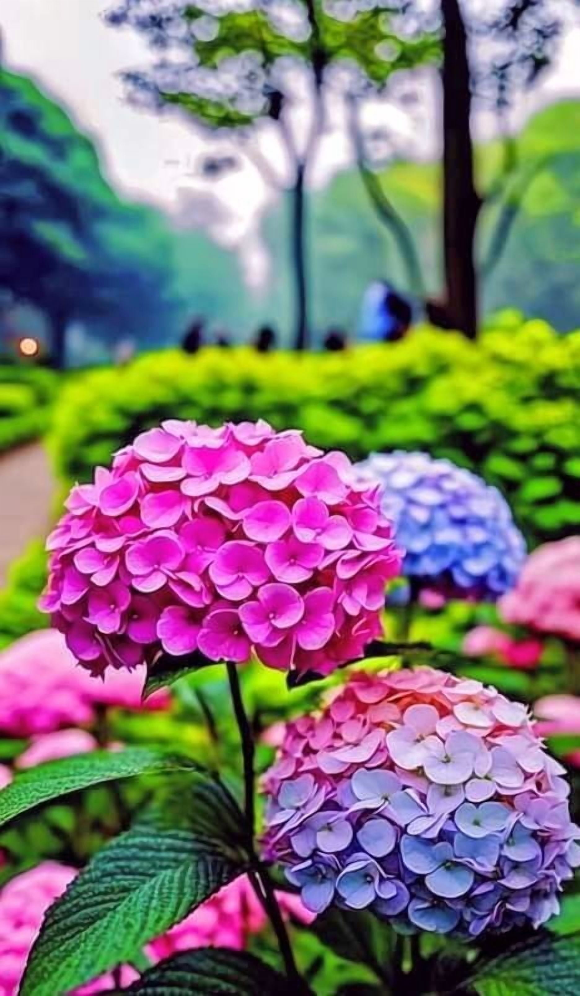 Shade Tolerant Hardy Hydrangea for Planter Exquisite Ornamental Blooms ...