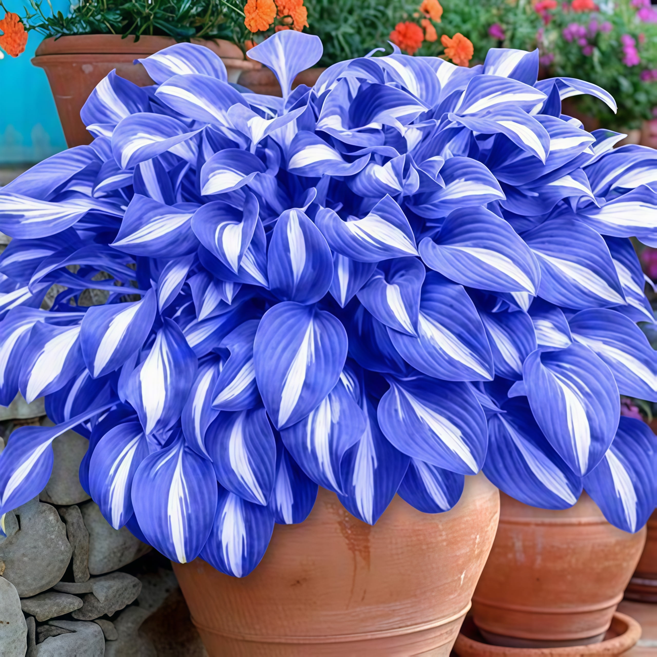 Shade Tolerant Perennial Hosta for Planter Exquisite Ornamental Blooms ...