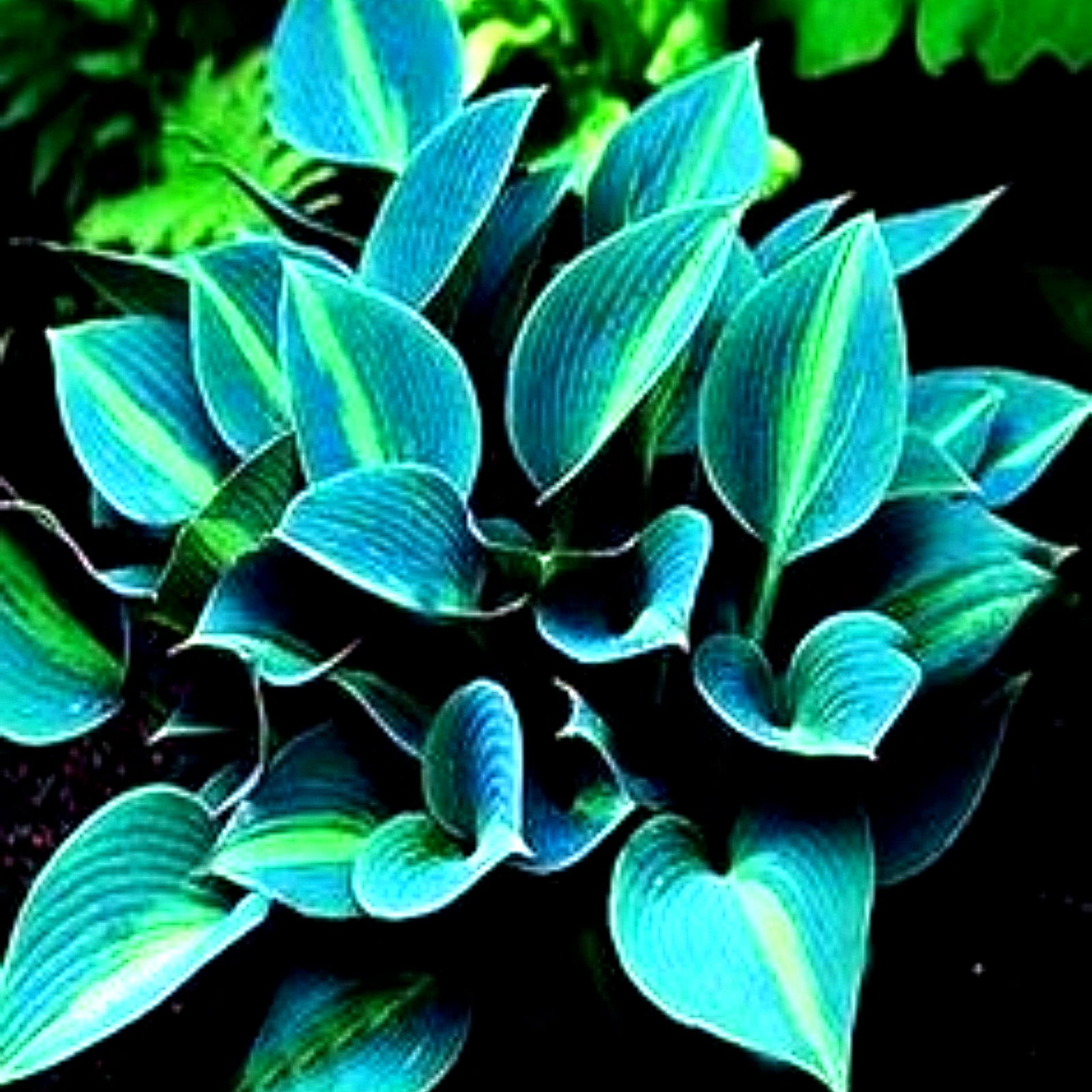 Shade-loving hosta bulbs, adaptable to half-sun or full-shade ...