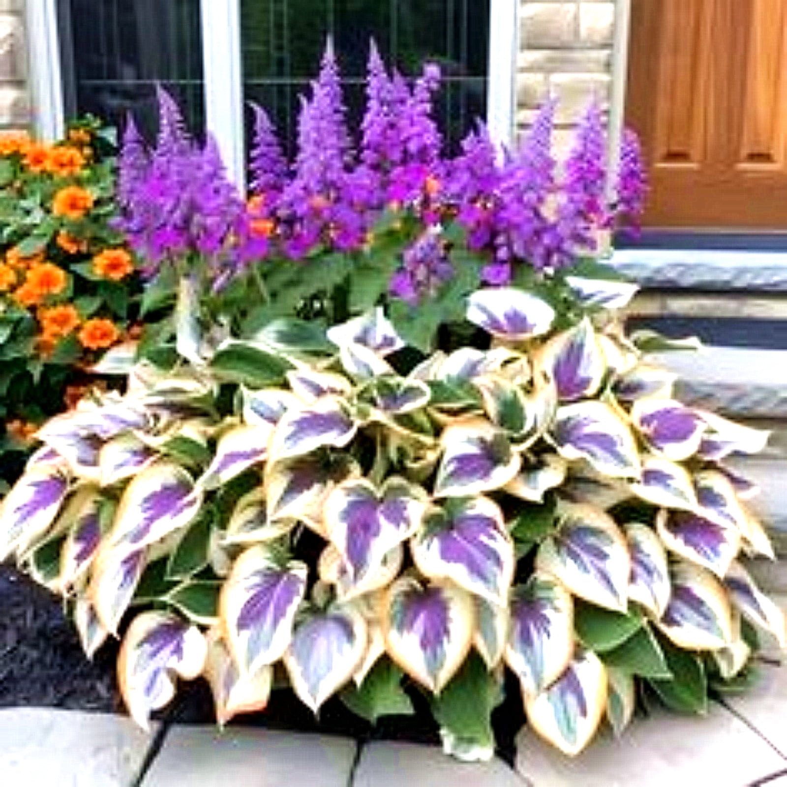 Shade-loving hosta bulbs, adaptable to half-sun or full-shade ...