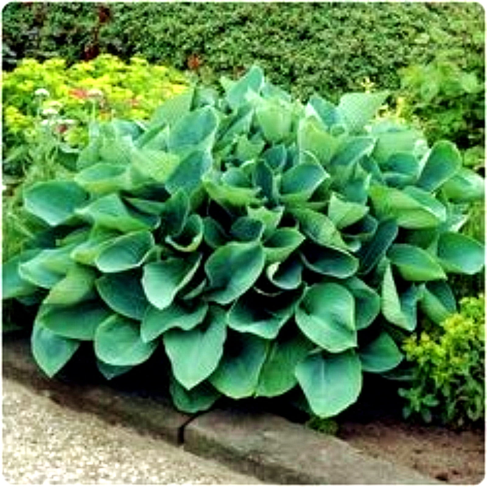Shade-loving hosta bulbs, adaptable to half-sun or full-shade ...