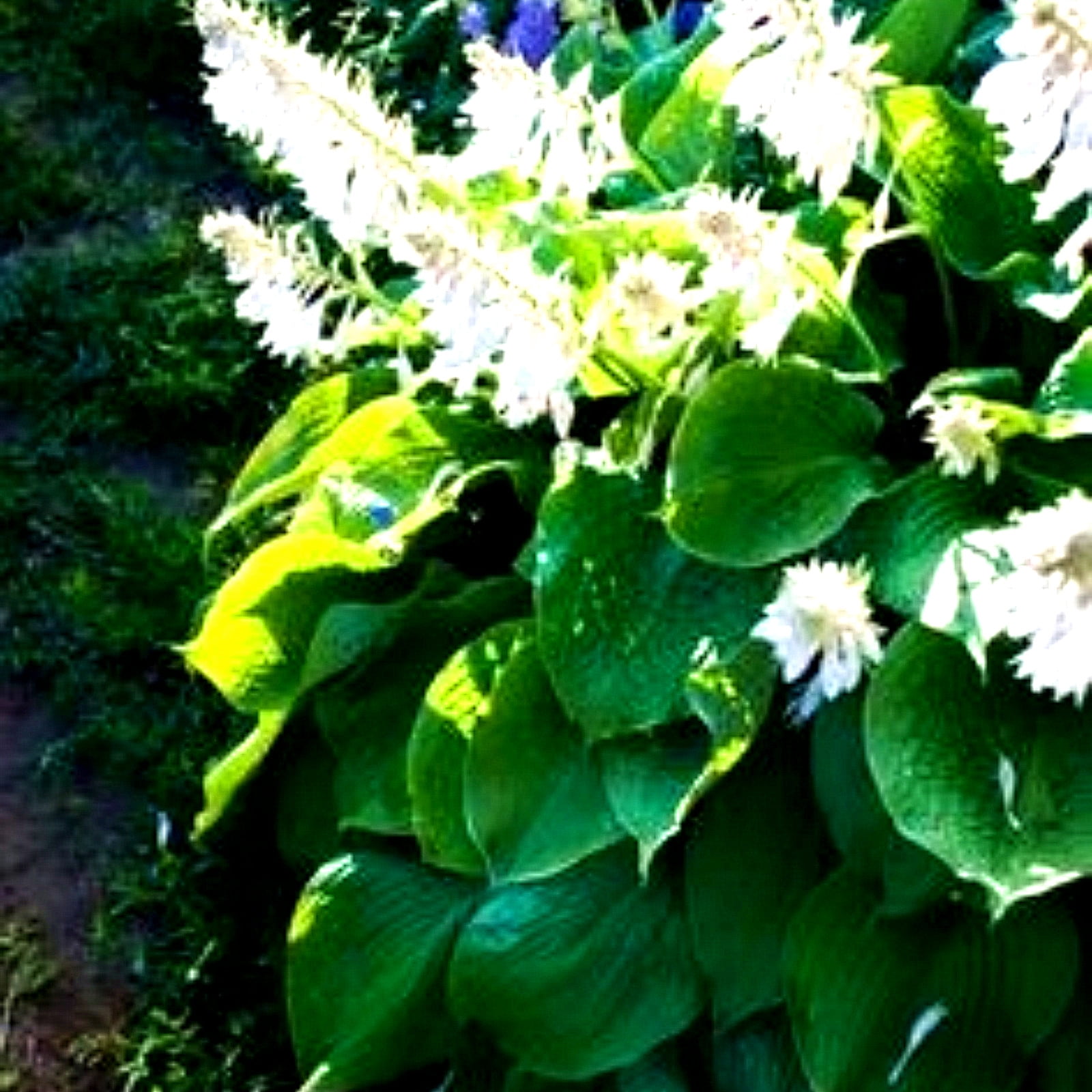 Shade-loving hosta bulbs, adaptable to half-sun or full-shade ...