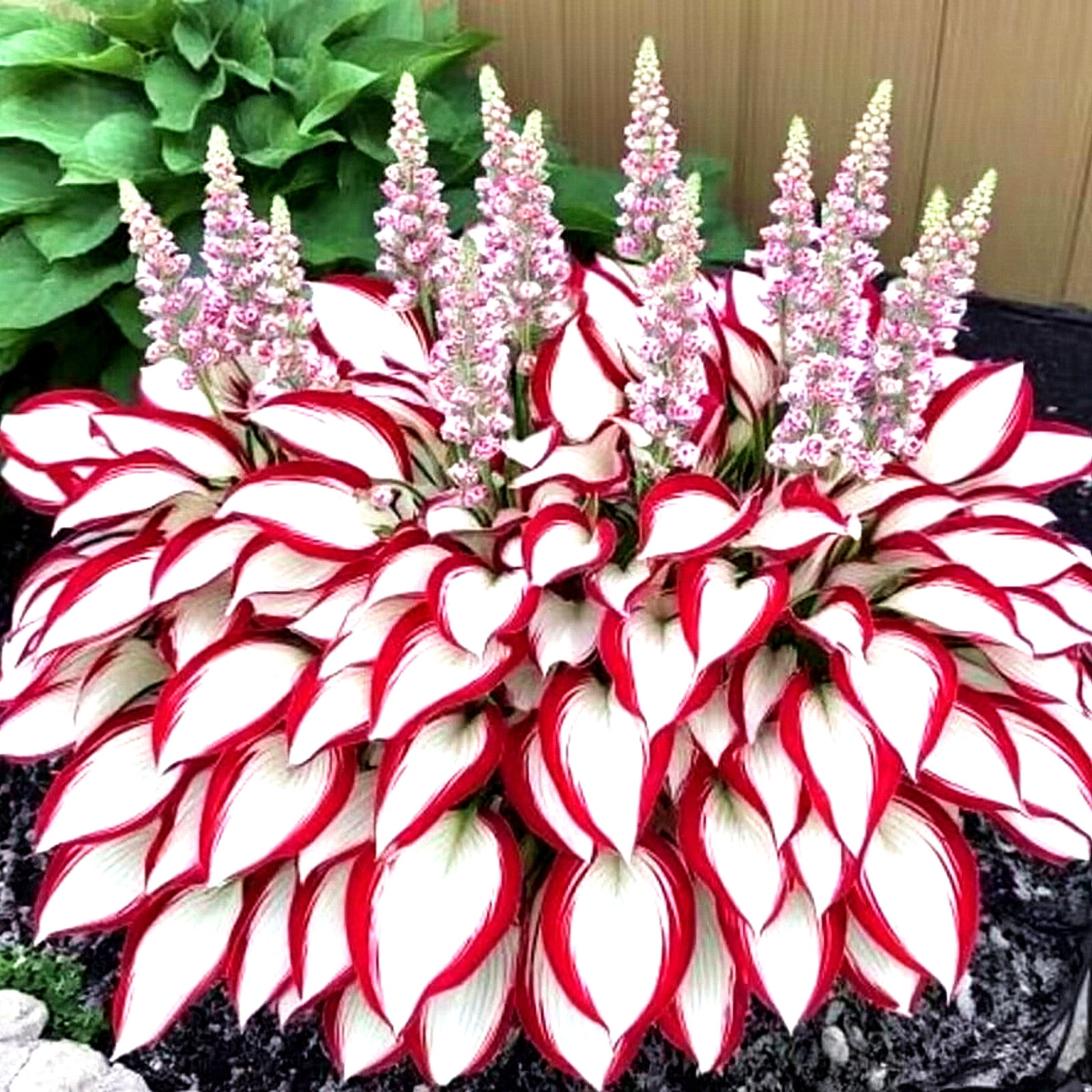 Shade-tolerant plants - Hosta potted plants - suitable for garden ...