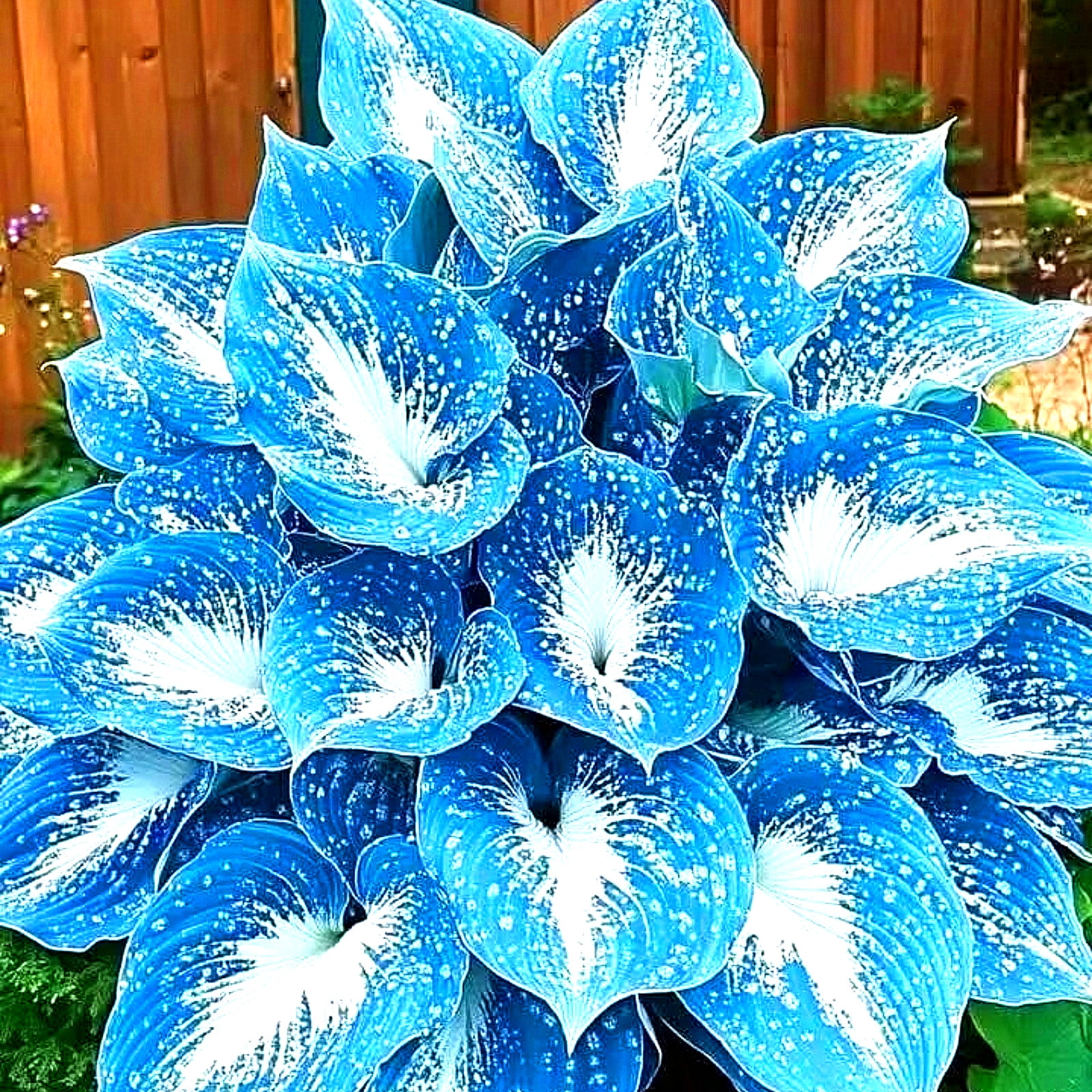 Shade-tolerant plants - Hosta potted plants - suitable for garden ...