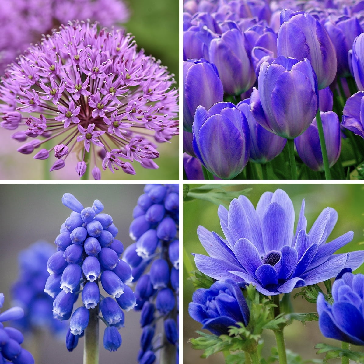 Shades of Blue Flowers Collection - 40 Bulbs - 4 Varieties of Blue ...