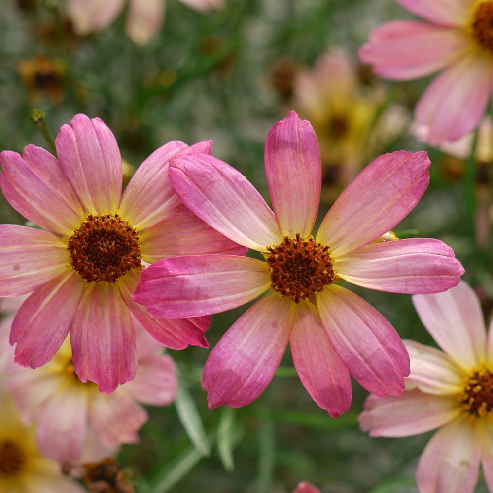 Coreopsis Tickseed