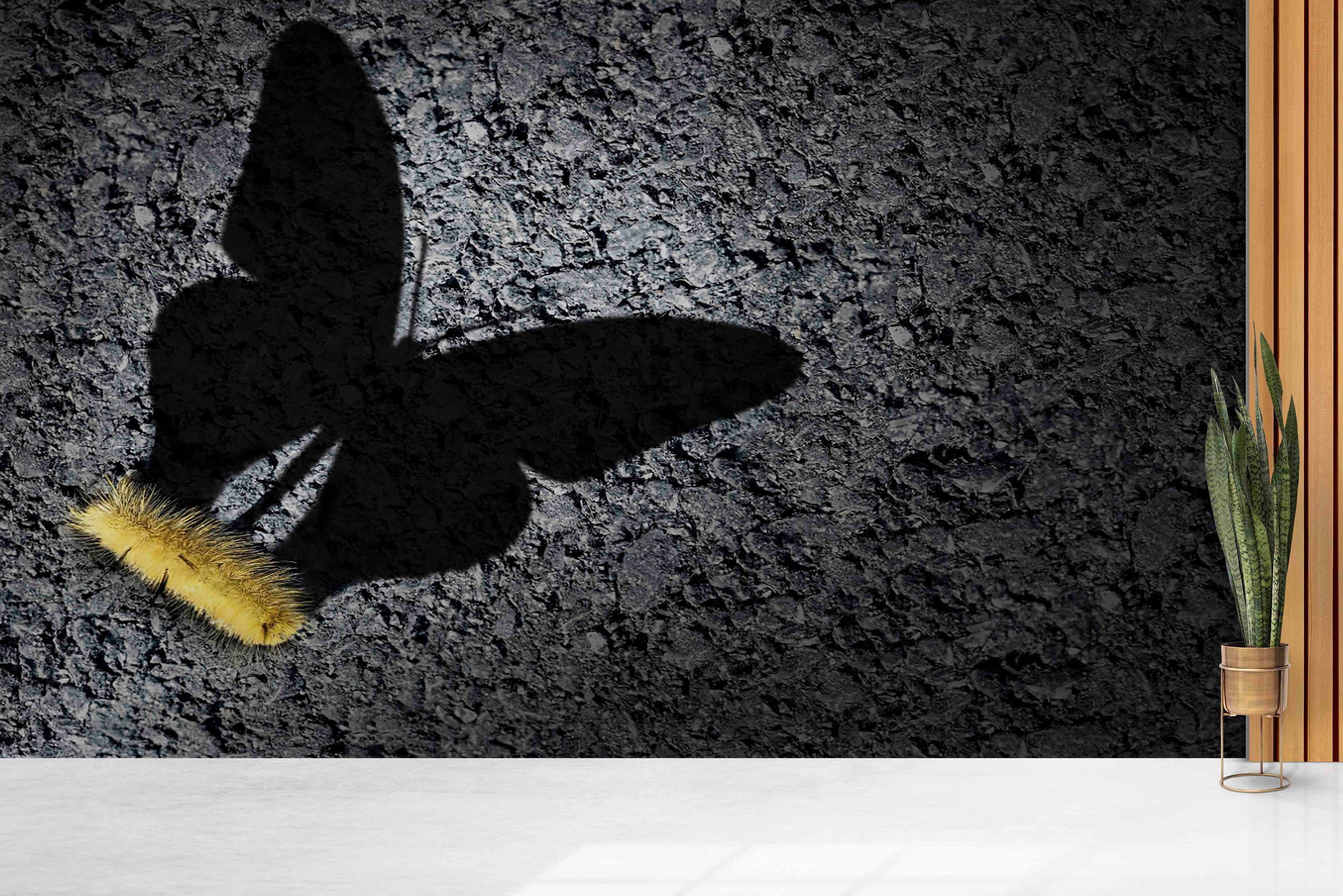 Shadow Of Butterfly With Caterpillar, Bright Wallpaper, Caterpillar ...
