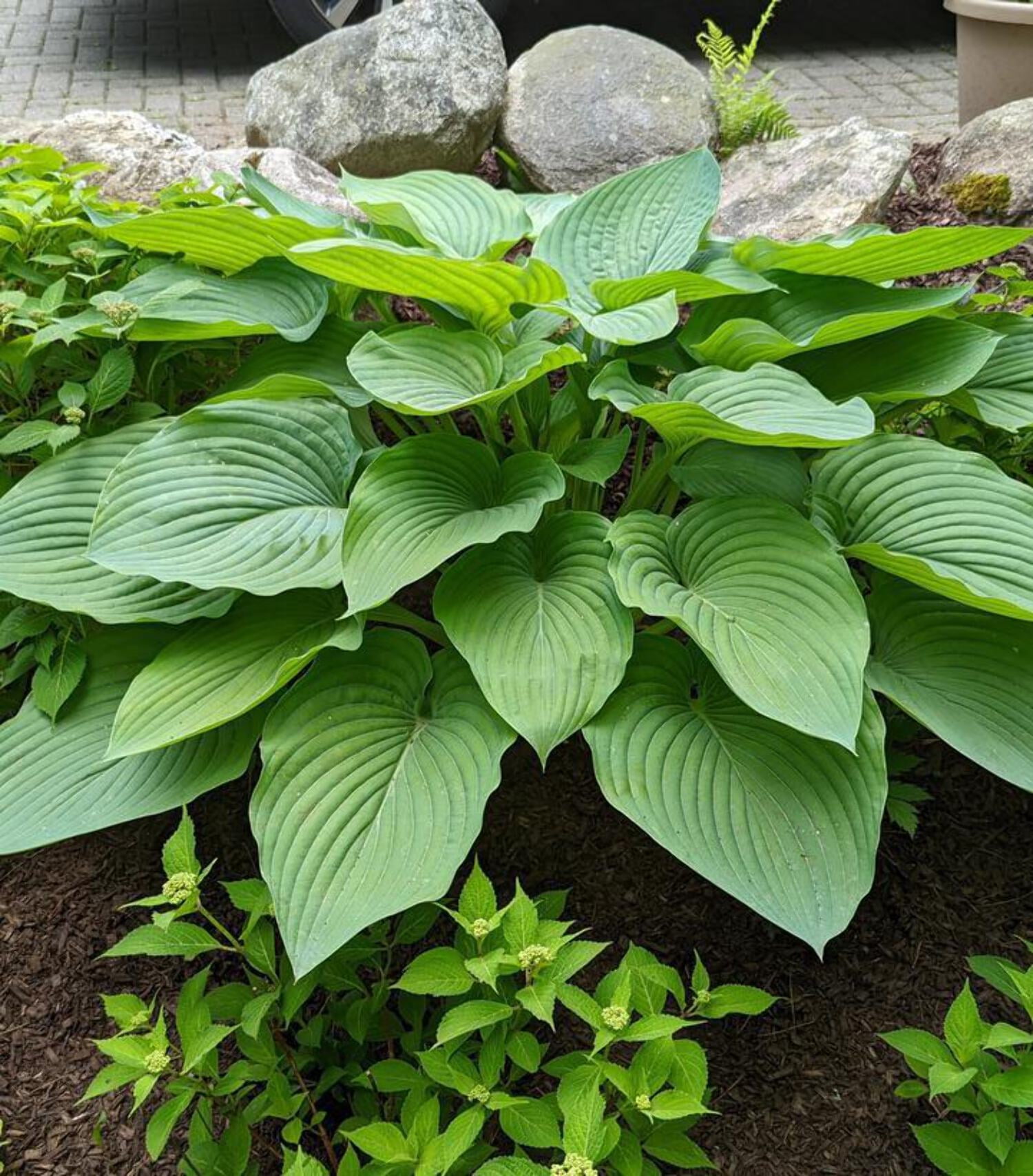 Shadowland® Empress Wu Hosta - Walmart.com