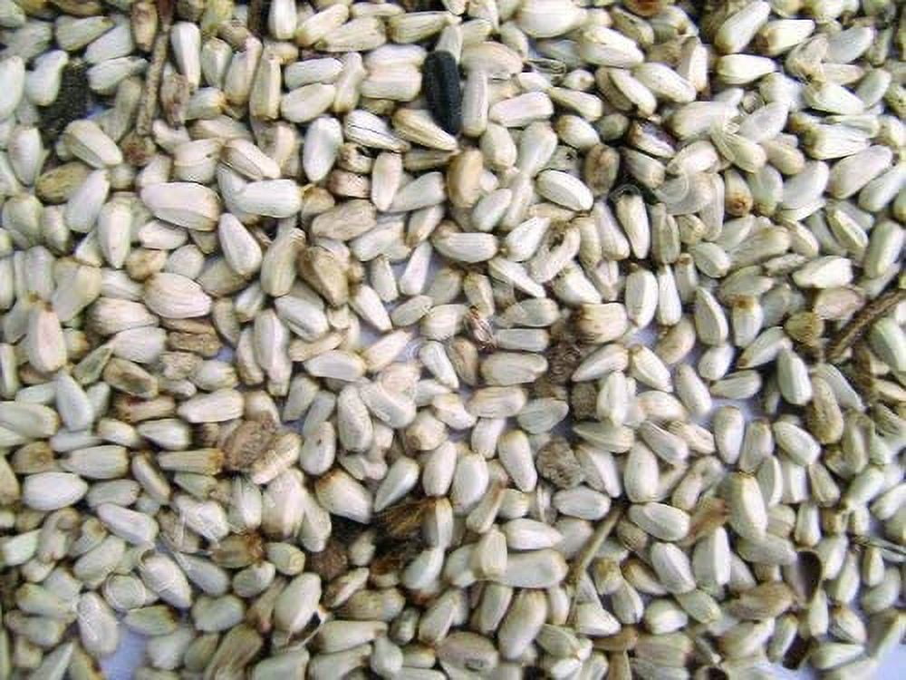 Shafer Seed Company 281640 25 Pound Safflower Seed - Walmart.com