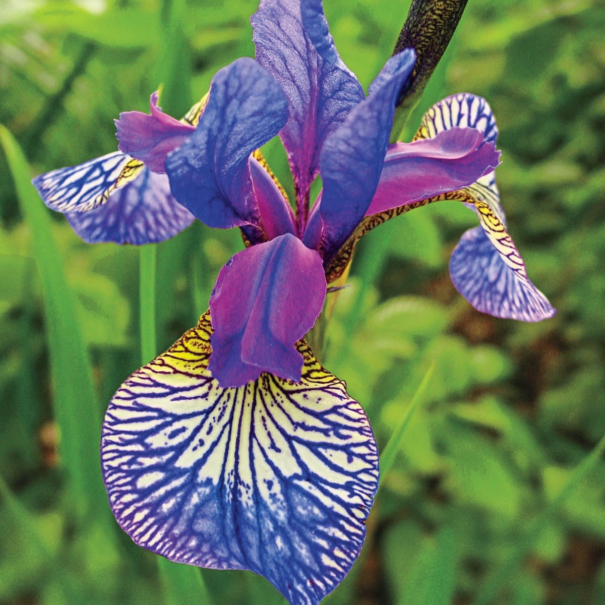 Shaker's Prayer Siberian Iris Dormant Bare Root Perennial Plants, 3 ...
