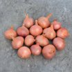 Squash Seeds - Treated Baked Potatoes Variety Squash Seeds - Non-GMO ...