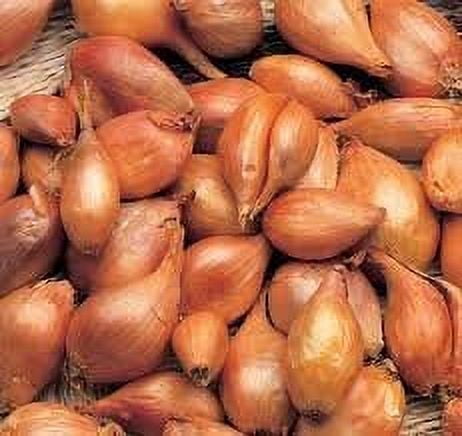 Shallots, The Gourmet Onion, Bulbs, 12 Ounce Pack - Walmart.com