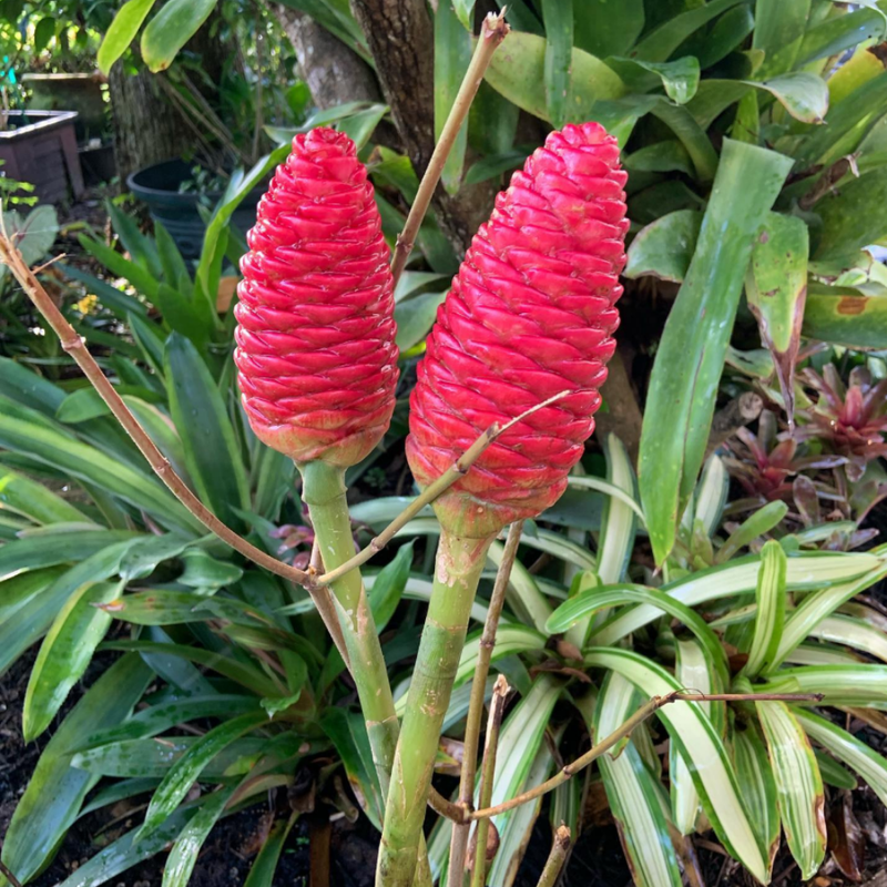 Shampoo Ginger Roots 3 Pack, Shampoo Ginger Starter Size Plants for ...