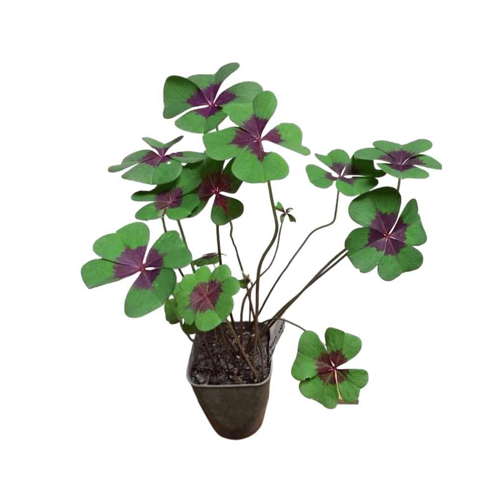 Shamrock Live Plant, 6 - 9 Inches Tall, Oxalis Iron Cross Shamrock ...