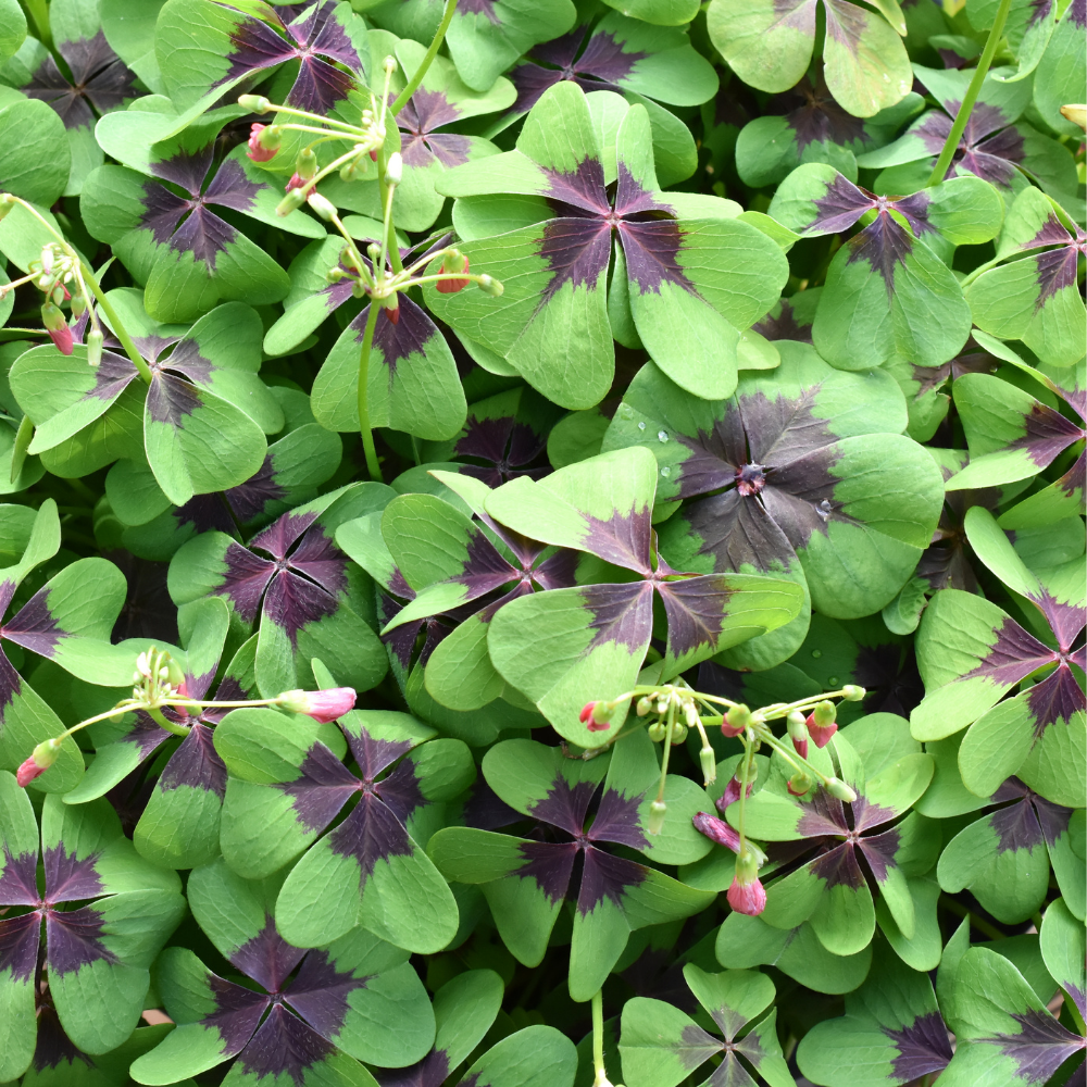 Shamrock Plant Live in 3.5 Inches Pot, 6 - 9 Inches Tall, Oxalis Live ...