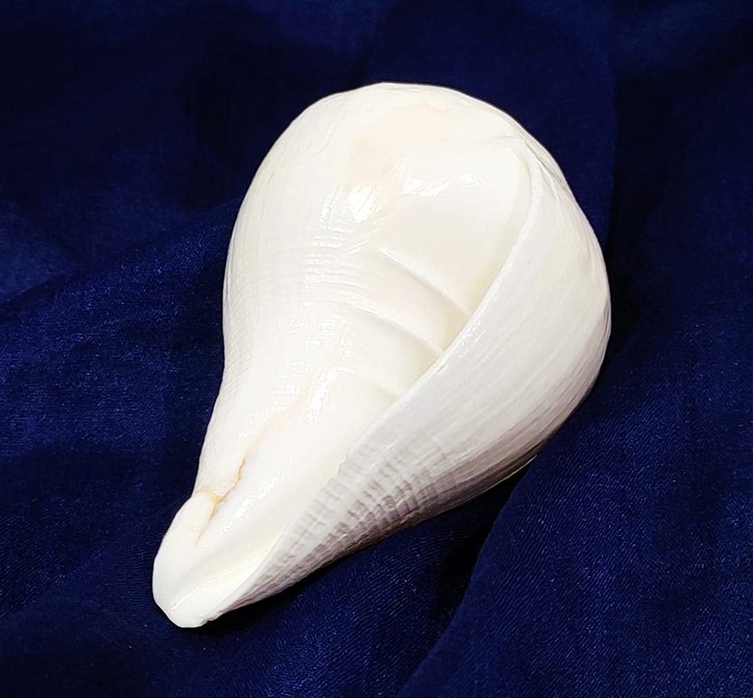 Shankh For Pooja/Blowing Shankh For Pooja Original Conch Shell/Padam ...