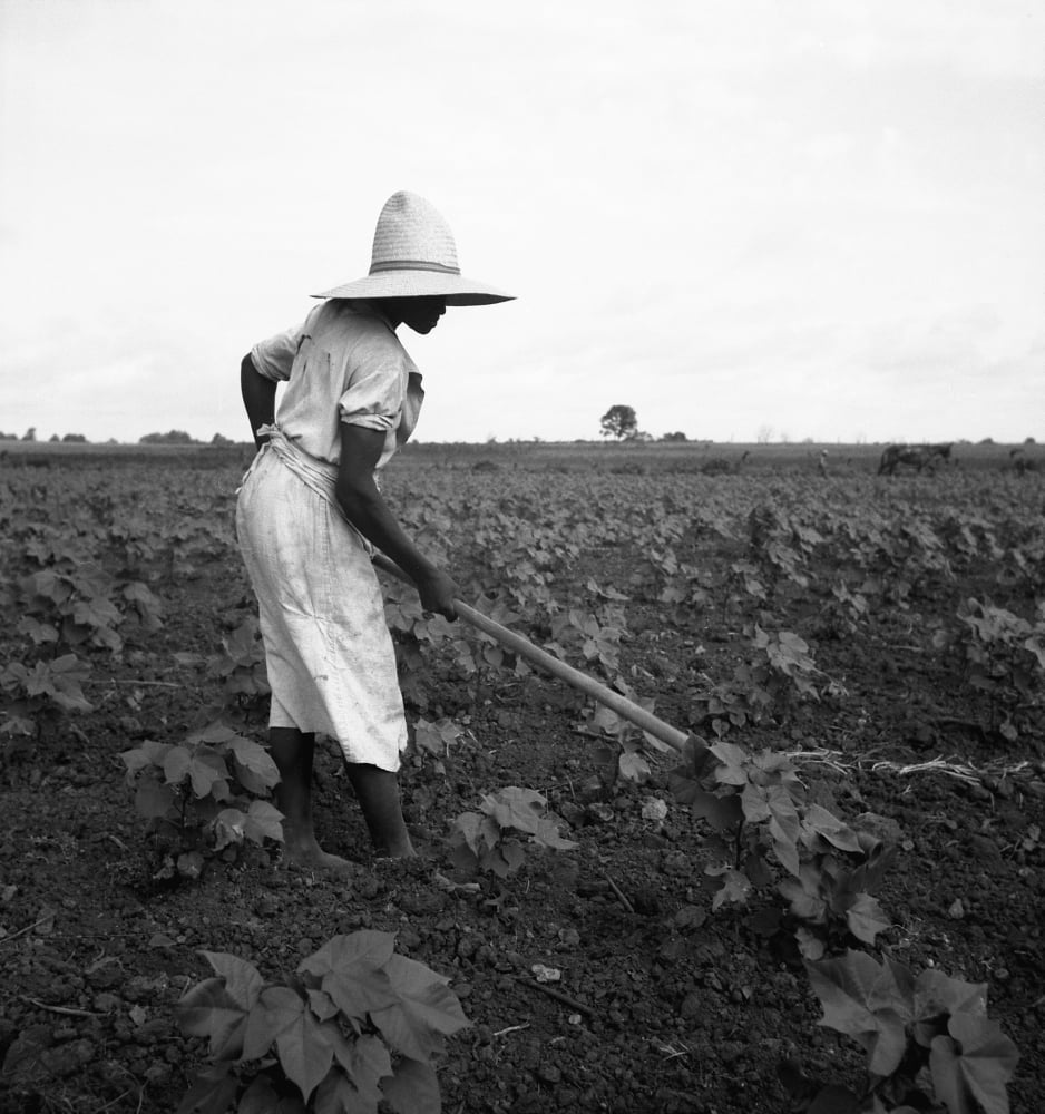 Sharecropper, 1936. /Nan African American Sharecropper Working In A ...