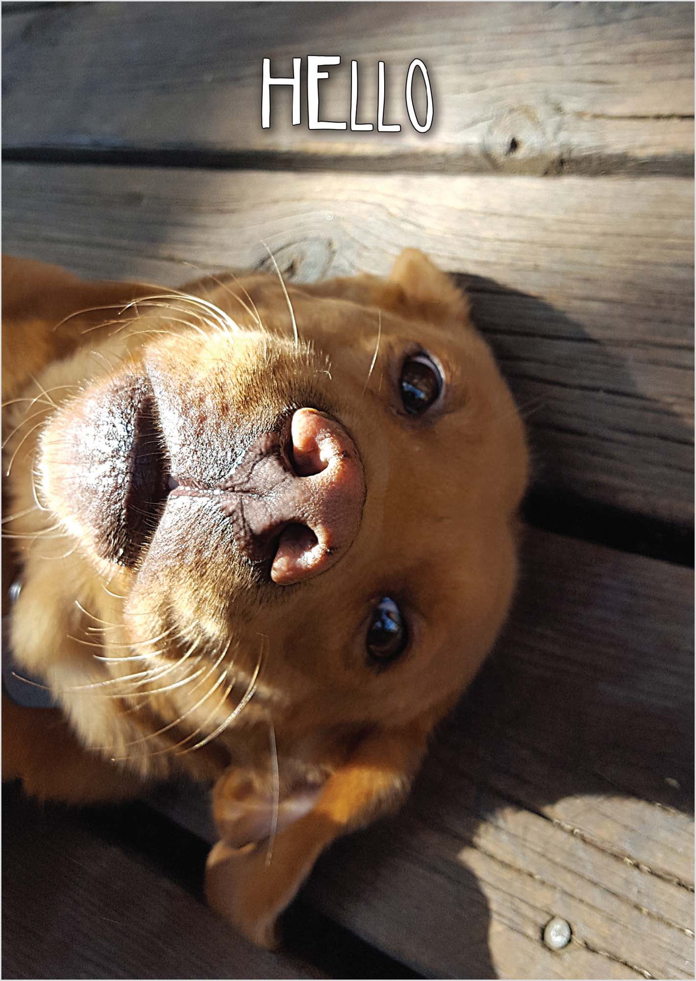 Shared Blessings Hello Dog 1 Count Religious Thinking of You KJV Bible ...