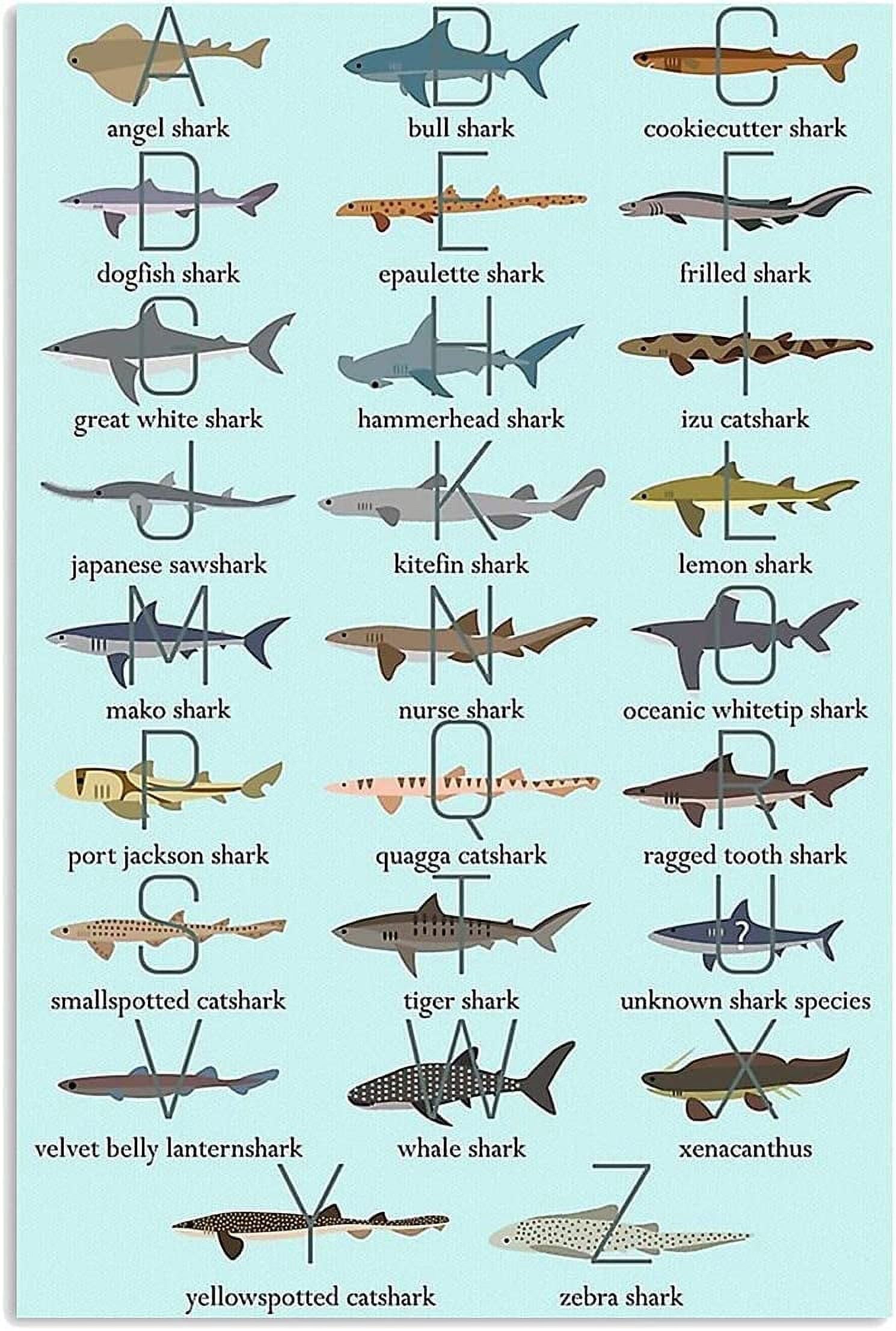 Shark Alphabet Metal Signs Shark Species Knowledge Tin Posters ...